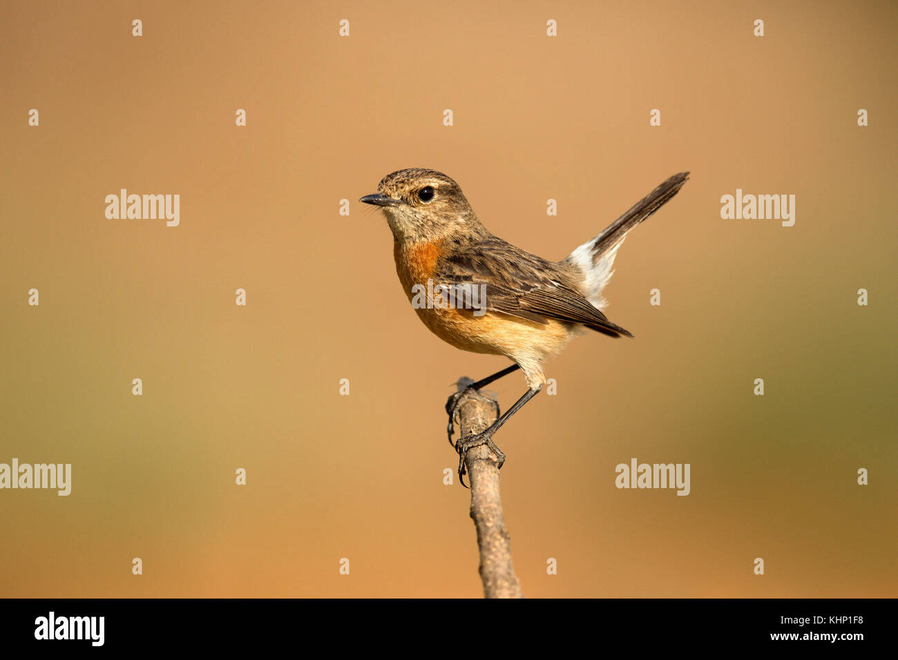 African Stonechat (Saxicola torquatus) female, Gauteng, South Africa ...