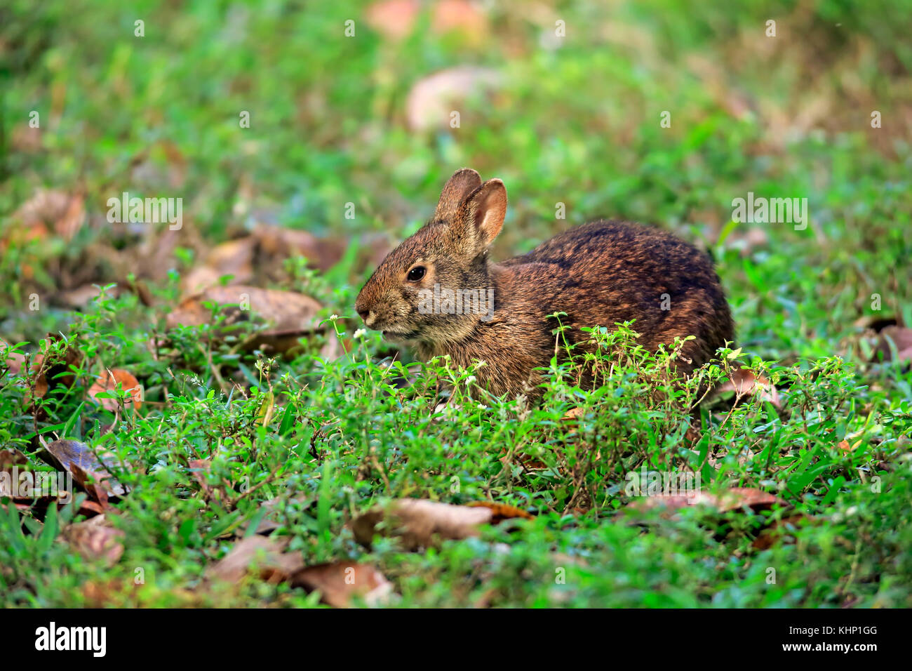 Marsh Rabbit (Sylvilagus palustris), Wakodahatchee Wetlands, Delray ...