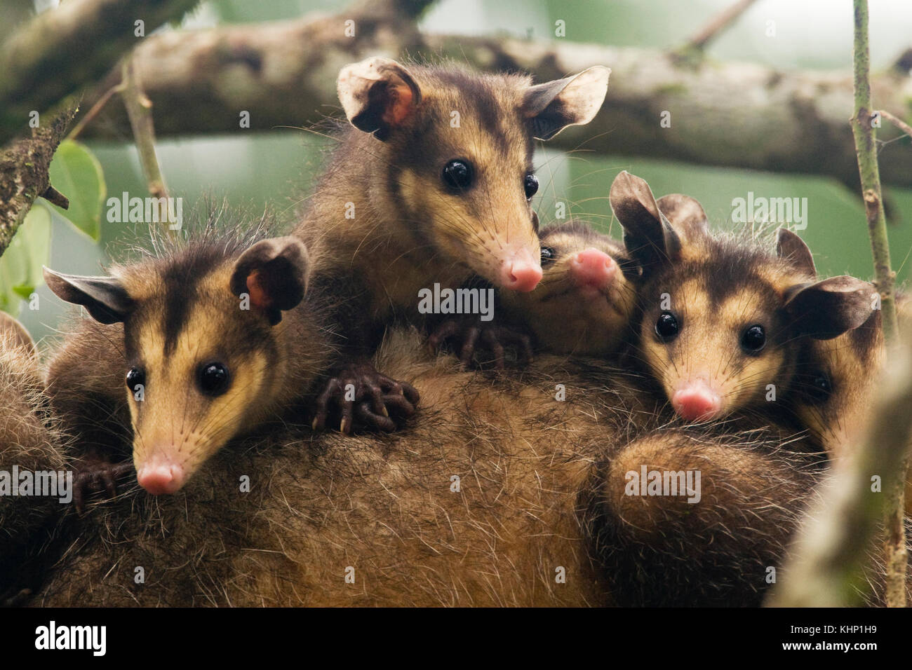 Common Opossum (Didelphis marsupialis) joeys on mother, Tortuguero ...