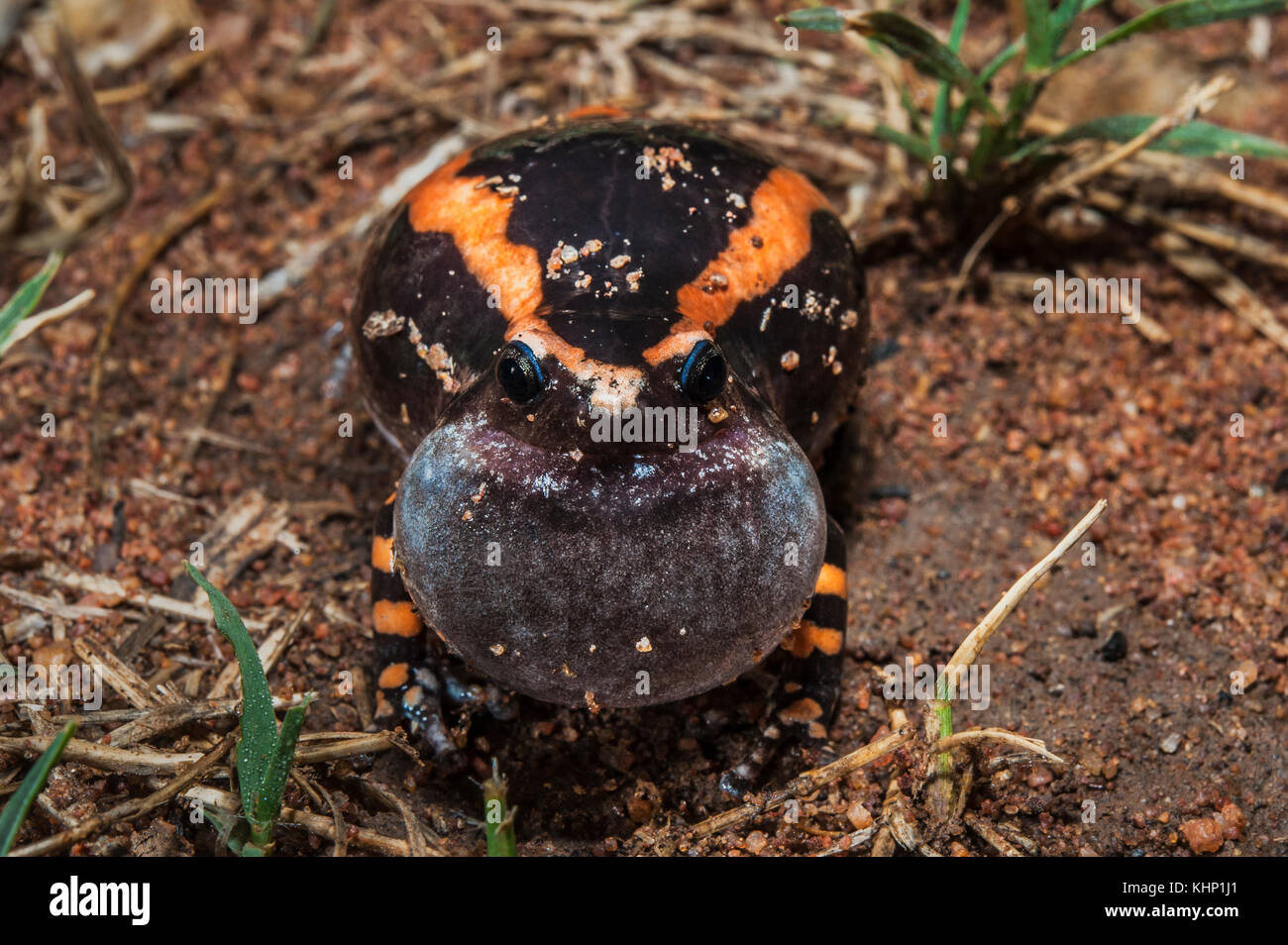 Red-banded Rubber Frog (Phrynomantis bifasciatus) calling, Marakele ...