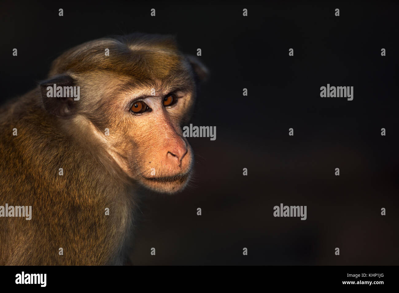 Toque Macaque (Macaca sinica) alpha male, Polonnaruwa, Sri Lanka Stock ...