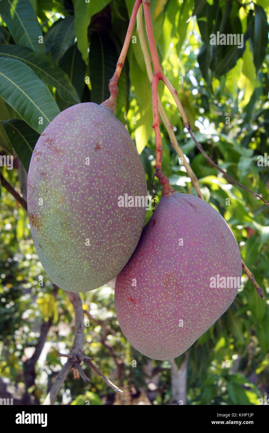 Big mango tree hi-res stock photography and images - Alamy