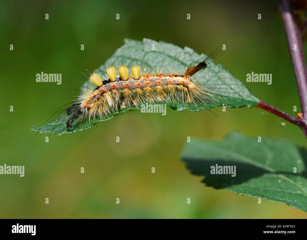 Rusty Tussock Moth (Orgyia antiqua) caterpillar, Sussex, England Stock ...