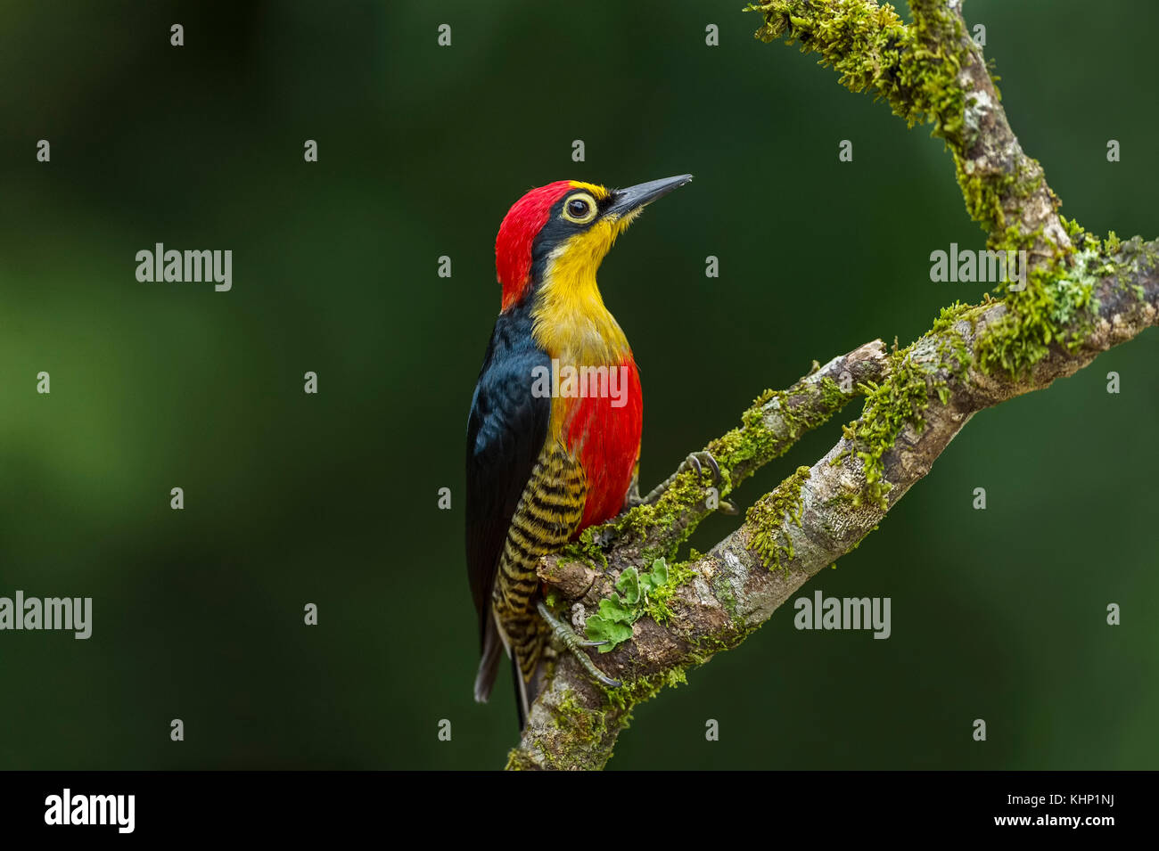 Yellow-fronted Woodpecker (Melanerpes flavifrons) male, Sao Paulo ...