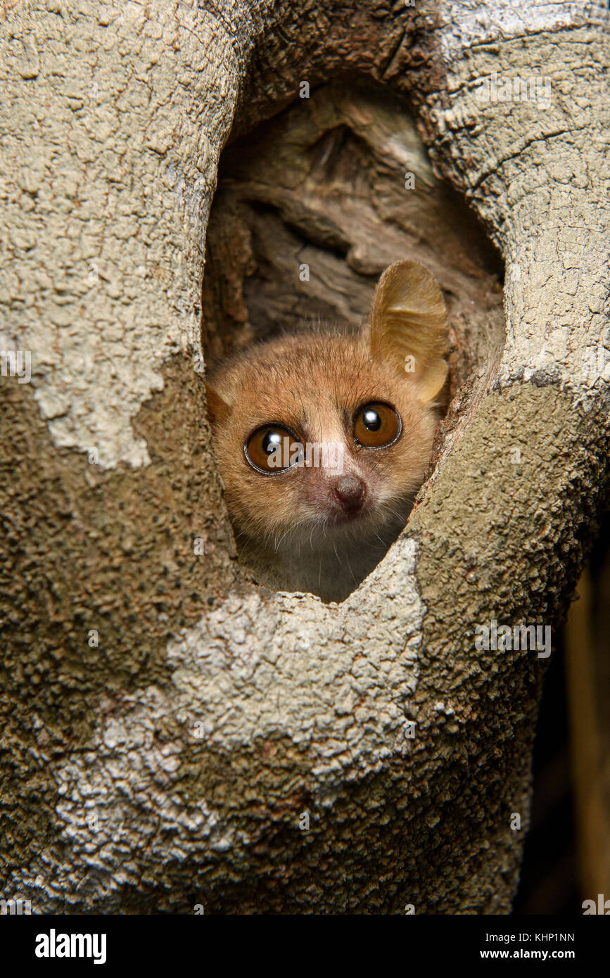 Gray Mouse Lemur (Microcebus murinus) in tree hole, Kirindy Forest ...