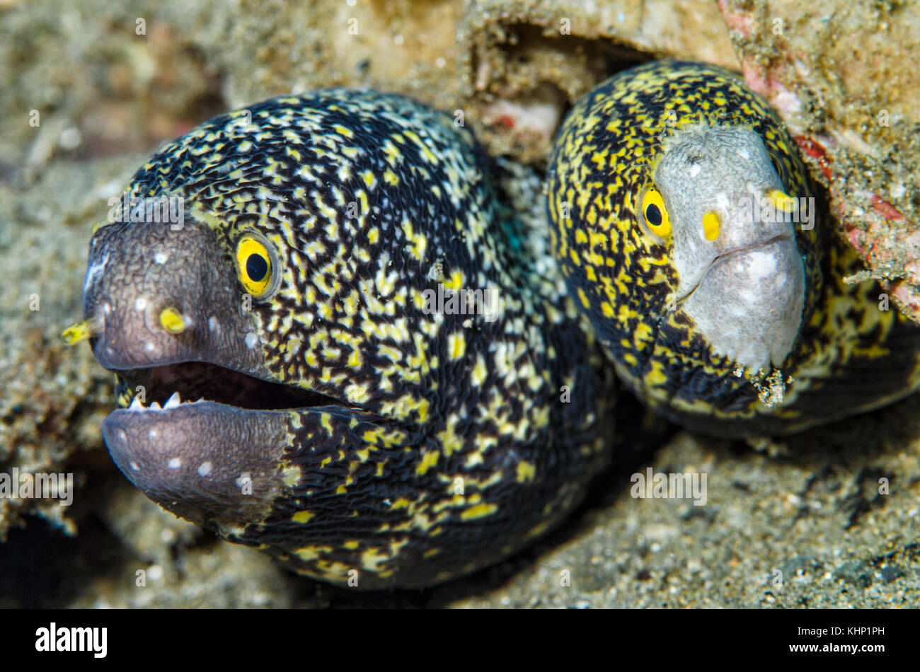 Snowflake Moray (Echidna nebulosa) pair, Banda Sea, Indonesia Stock ...