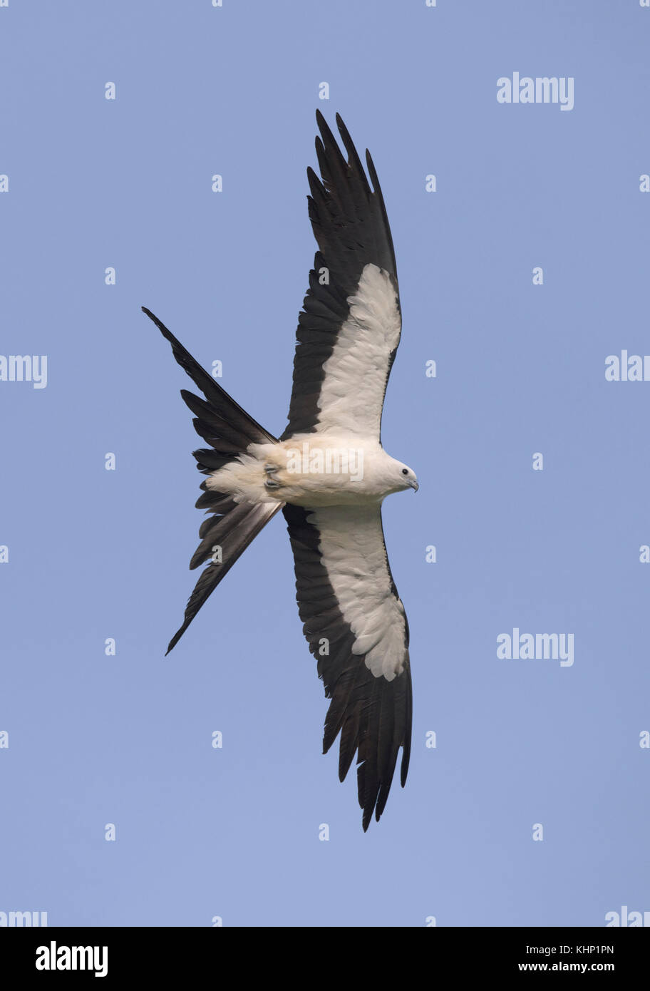 Swallow-tailed Kite (Elanoides forficatus) flying, Florida Stock Photo ...