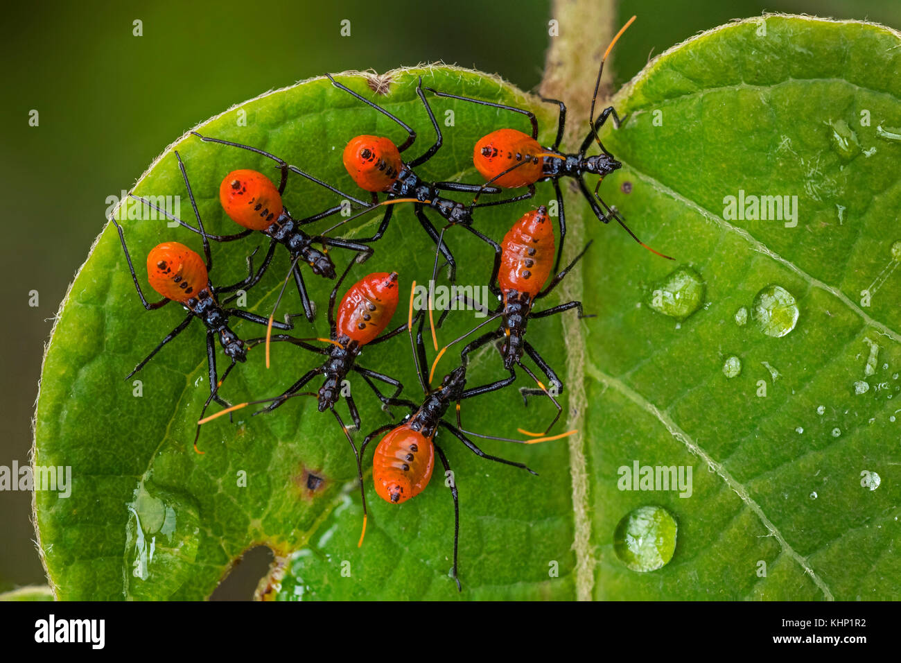 Stink Bug (Pentatomidae) larvae, Guacharo Cave National Park, Colombia ...