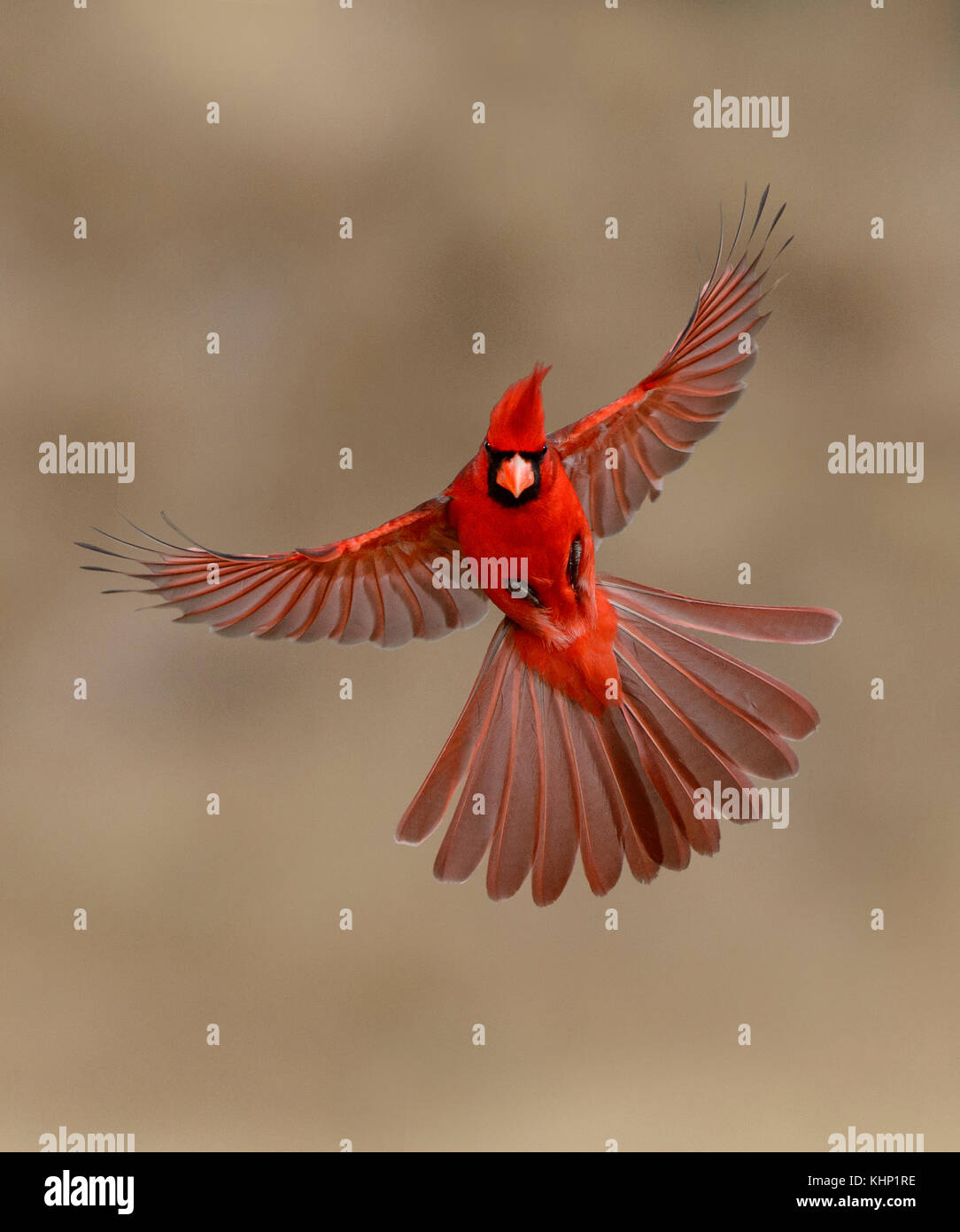 Northern Cardinal (Cardinalis cardinalis) male flying, Texas Stock ...