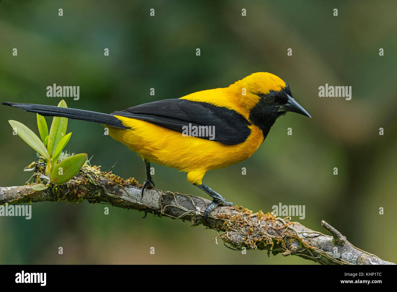 Yellow-backed Oriole (Icterus chrysater) male, Las Tangaras Bird ...