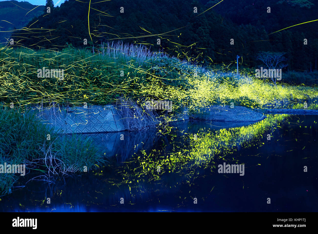 Japanese Firefly (Luciola cruciata) group flying along river at night ...