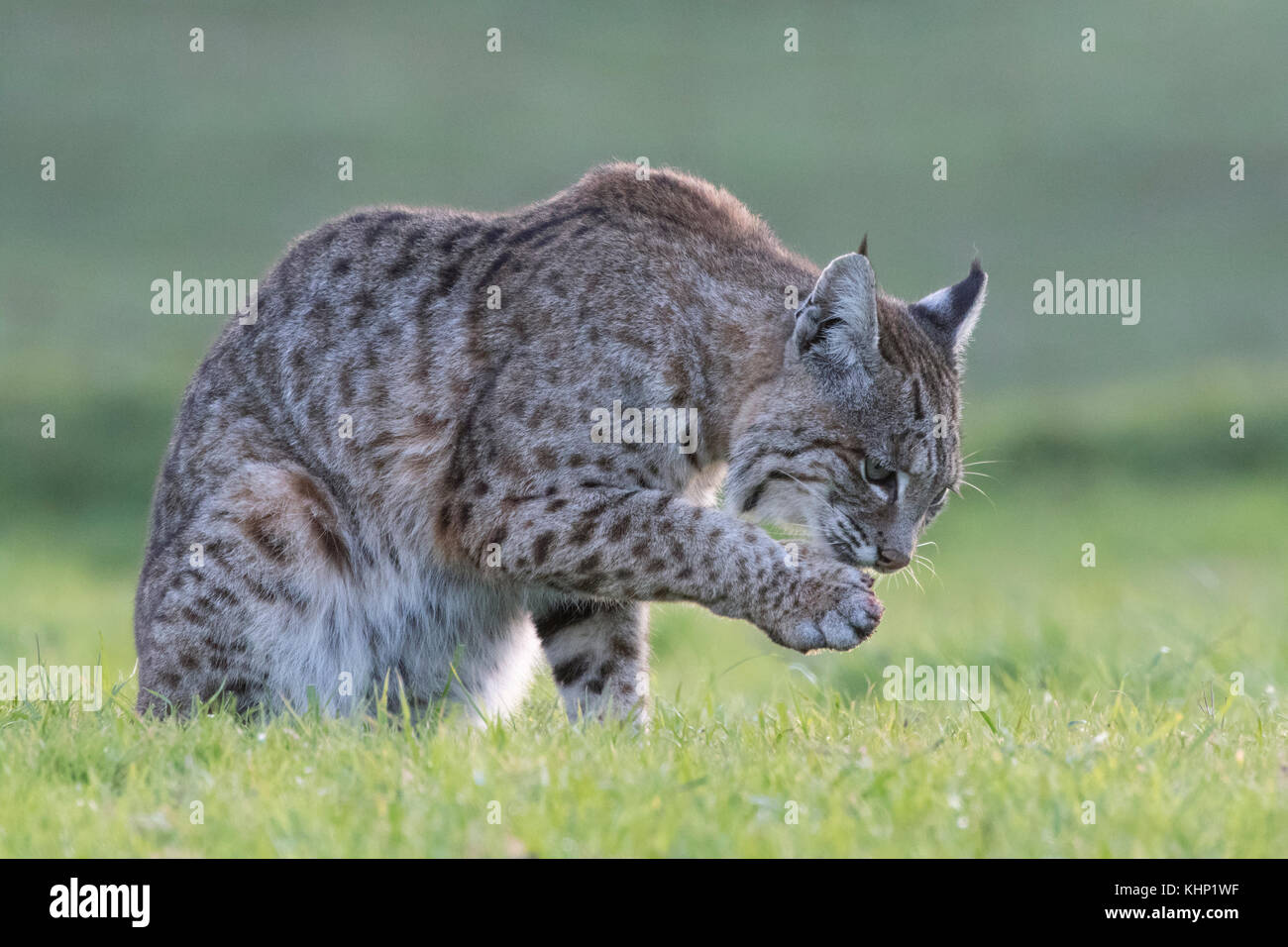 Bobcat (Lynx rufus) licking paw, Point Reyes National Seashore ...