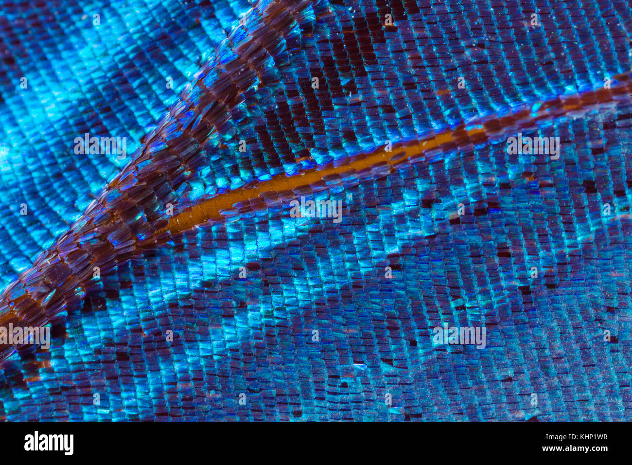 Morpho Butterfly (Morpho sp) wing scales, Amazon, South America Stock ...
