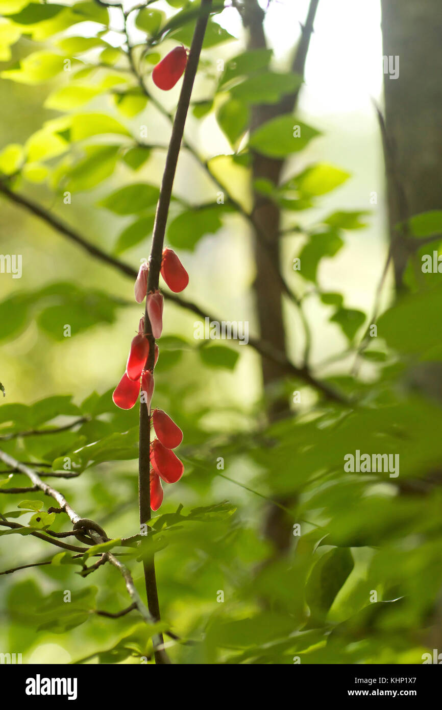 Flatid Leaf Bug (Phromnia rosea) group, Ankarana Special Reserve ...