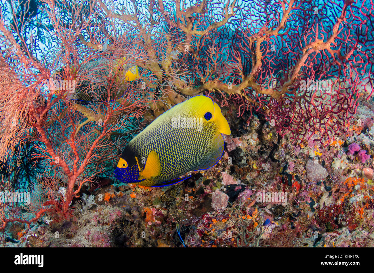 Scribble-faced Angelfish (Pomacanthus xanthometopon) and sea fan, Raja ...