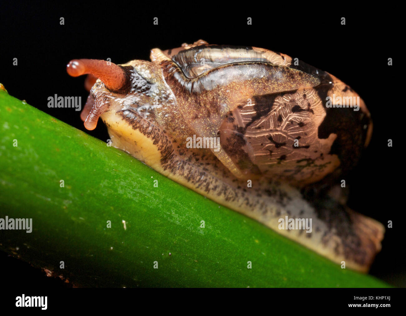 Snail with red eye stalks, Gunung Leuser National Park, Sumatra ...