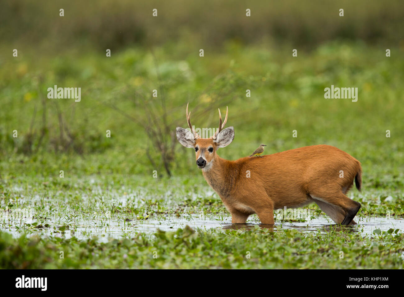 Marsh Deer (Blastocerus dichotomus) buck in marsh with Cattle Tyrant ...