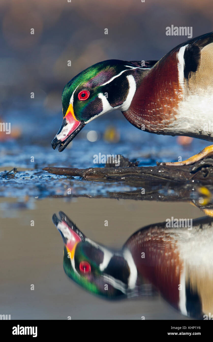 Wood Duck (Aix sponsa) male feeding at waters edge, central Montana Stock Photo - Alamy