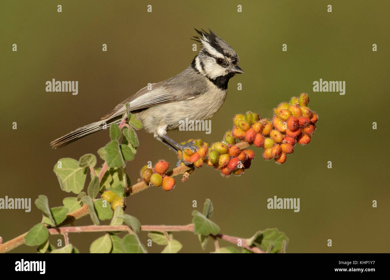 Bridled Titmouse (Baeolophus wollweberi), Arizona Stock Photo - Alamy