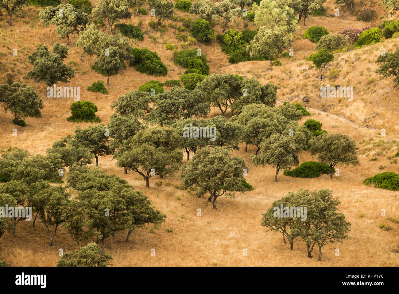 Holm Oak (Quercus ilex) trees in Mediterranean forest, Sierra de ...