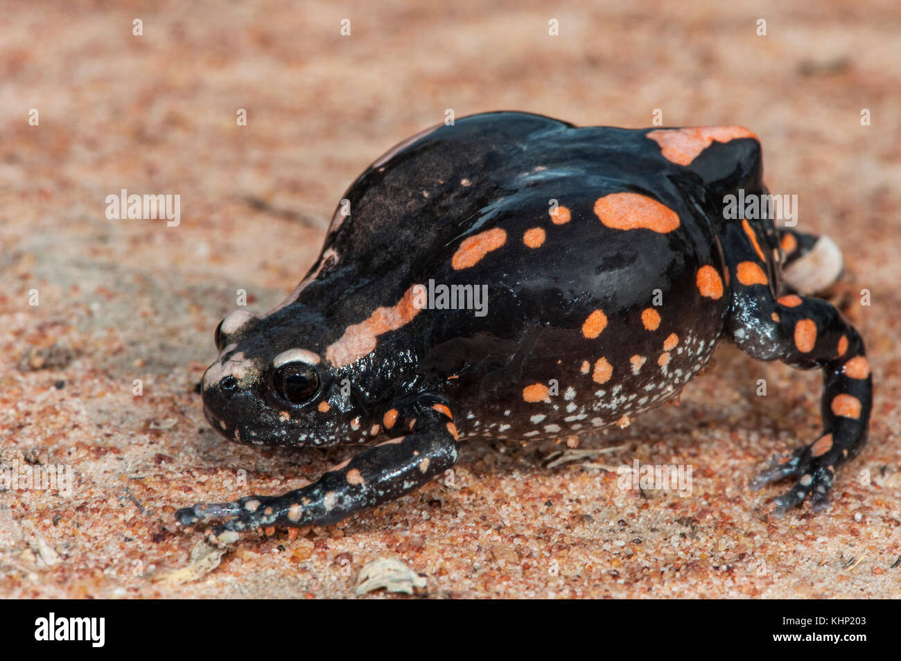 Red-banded Rubber Frog (Phrynomantis bifasciatus), Marakele National ...