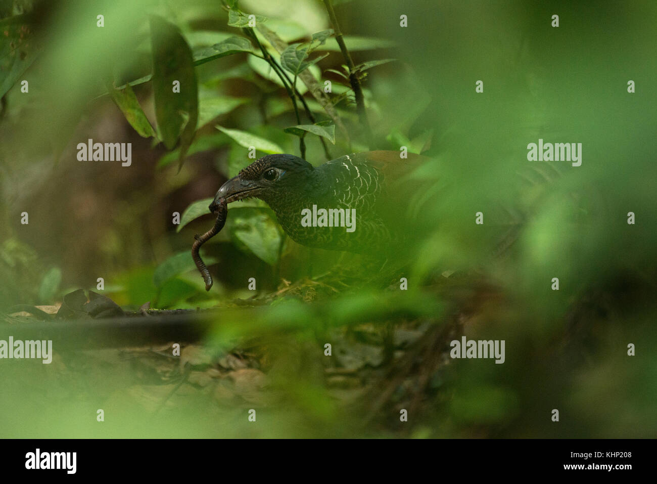 Banded Ground-Cuckoo (Neomorphus radiolosus) with prey, Choco ...