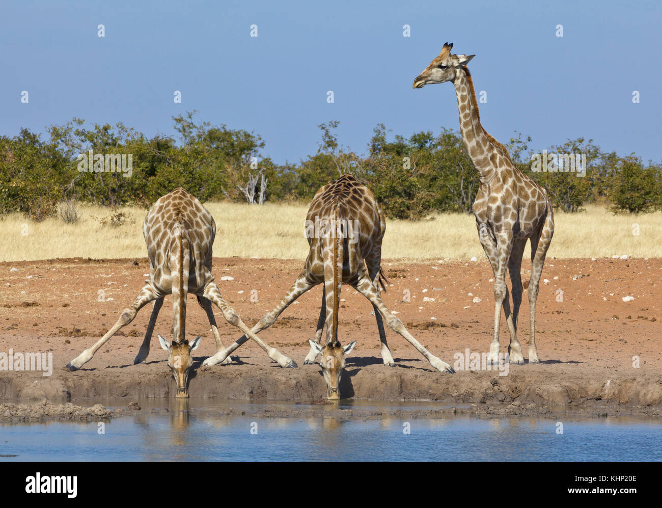 Angolan Giraffe (Giraffa giraffa angolensis) group drinking at waterhole in dry season, Etosha ...