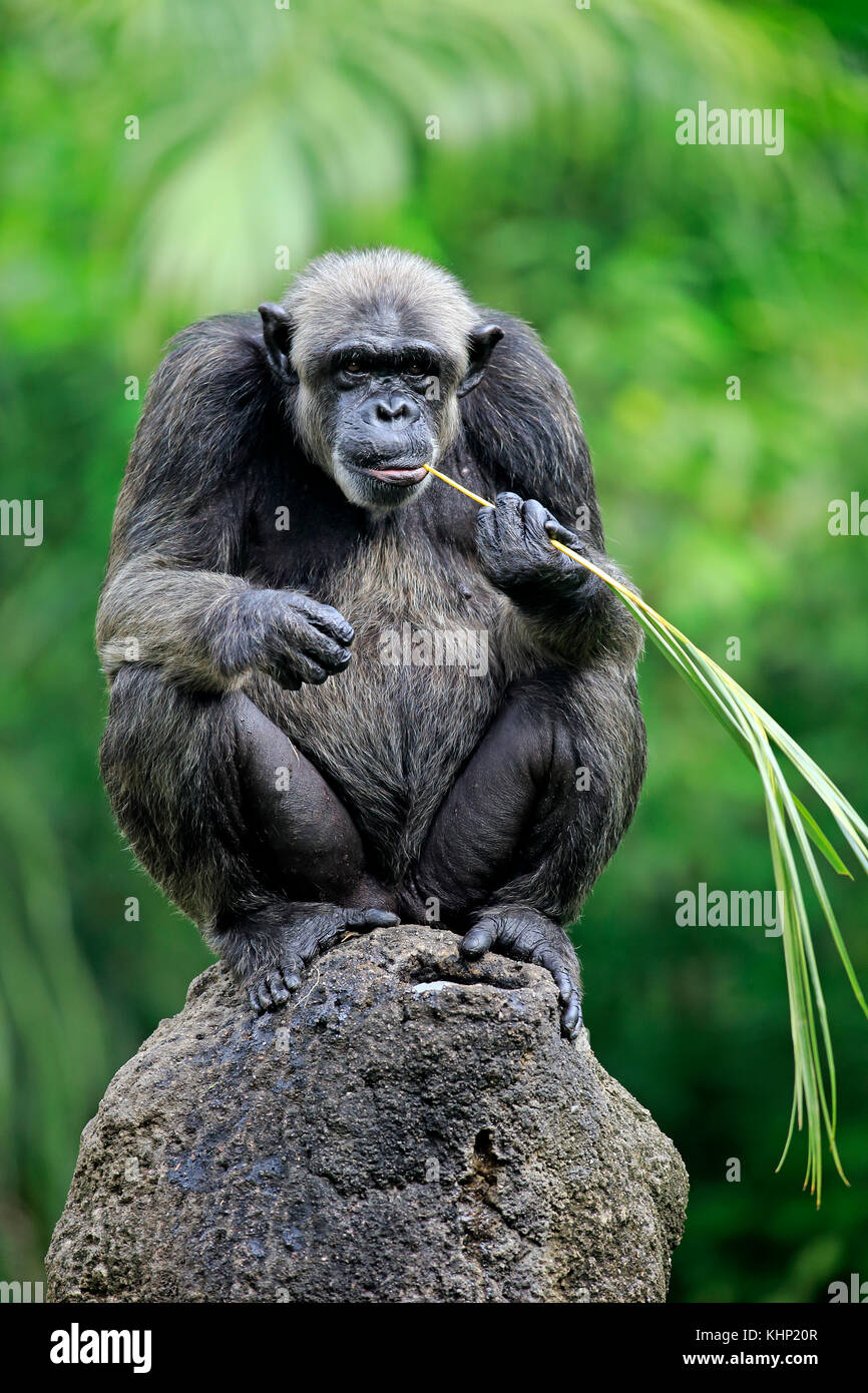 Chimpanzee (Pan troglodytes) female using tool to forage, Singapore Zoo ...