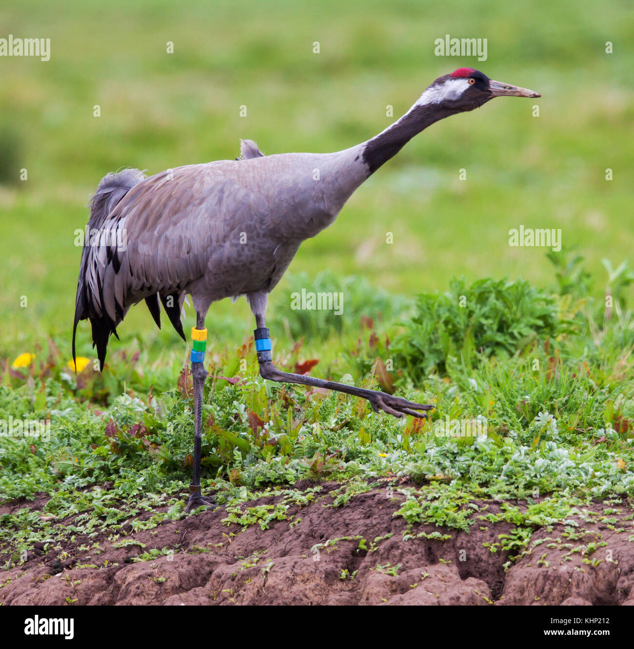 Common Crane part of the Great Crane Project Stock Photo - Alamy