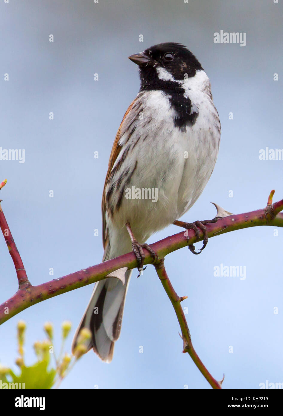 Male Reed Bunting Stock Photo - Alamy