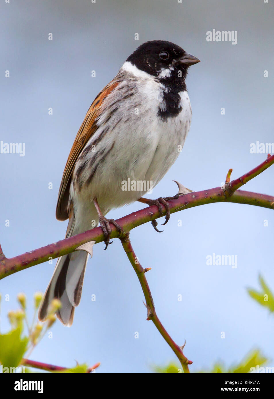 Male Reed Bunting Stock Photo - Alamy