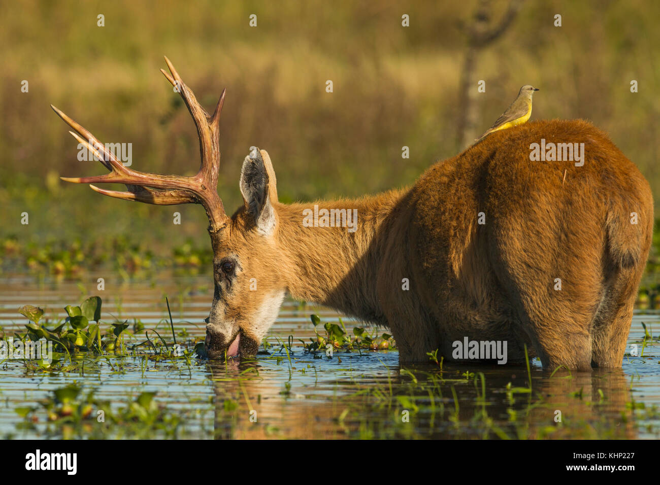 Marsh Deer (Blastocerus dichotomus) buck feeding on aquatic plants in ...