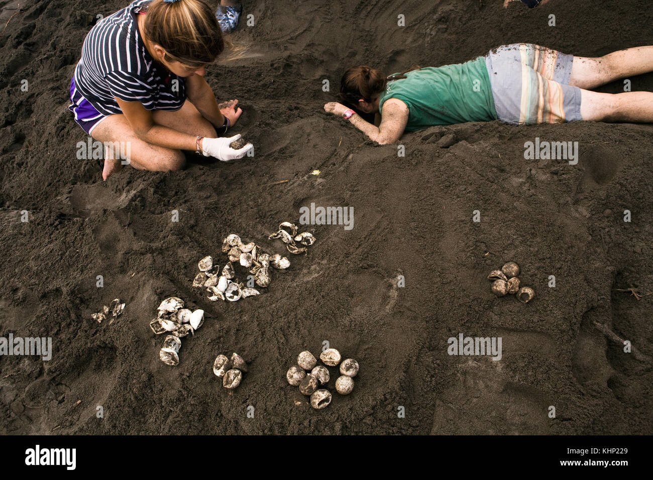 Green Sea Turtle (Chelonia mydas) biologists, Ale Car and Eleonore ...