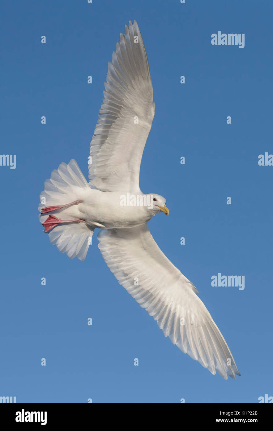 Glaucous-winged Gull (Larus glaucescens) flying, Alaska Stock Photo - Alamy