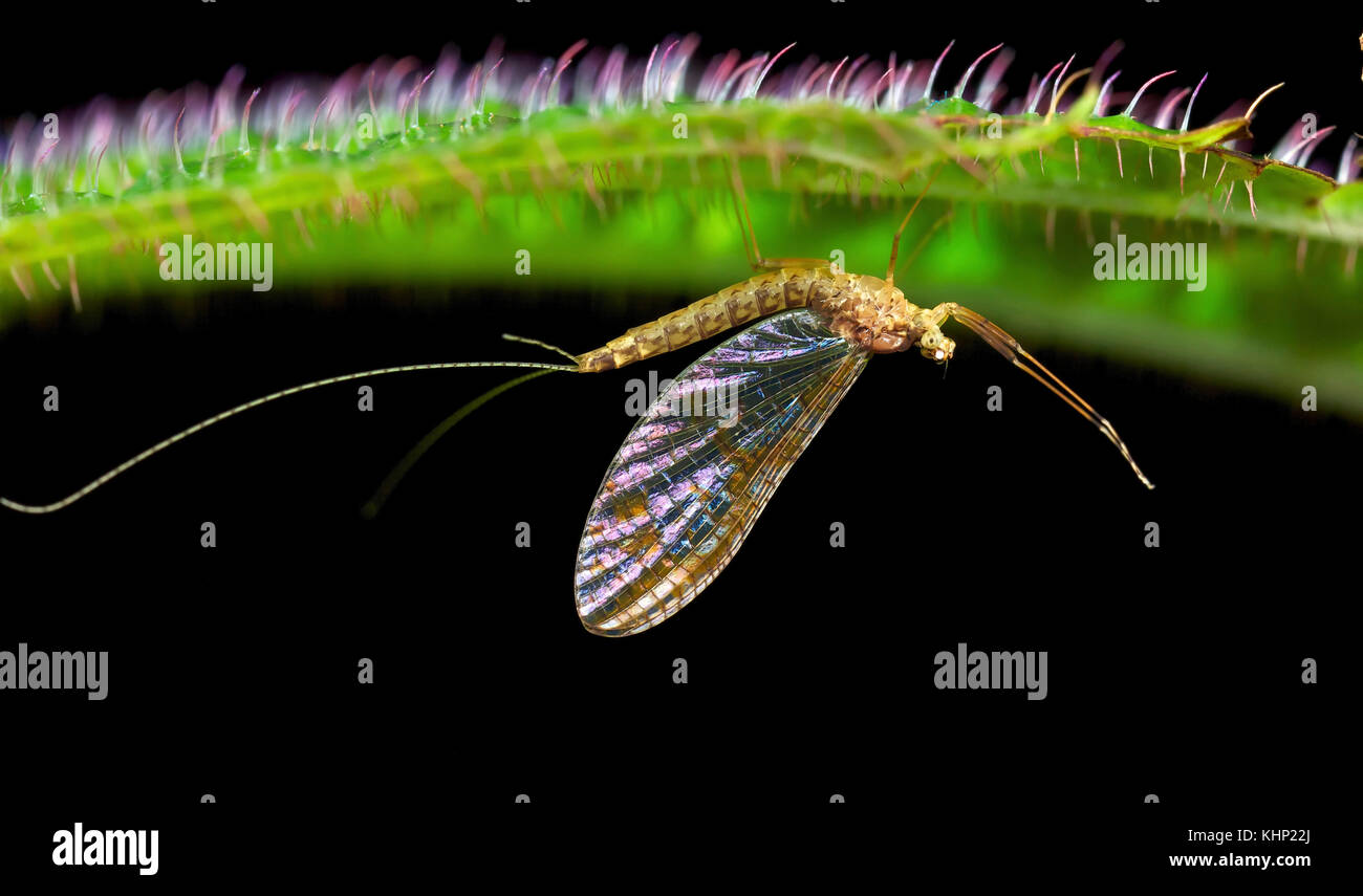 Mayfly female, Mount Kinabalu National Park, Sabah, Borneo, Malaysia ...