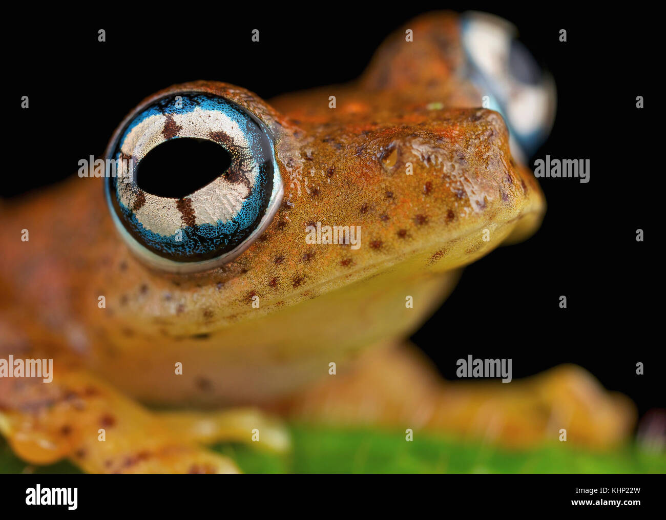Mantellid Frog (Boophis pyrrhus), Andasibe-Mantadia National Park ...