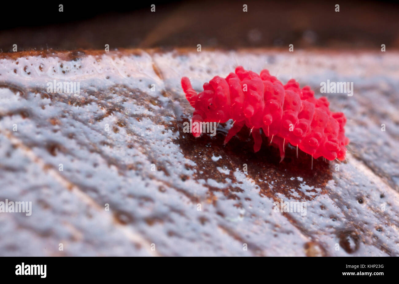 Springtail (Neanuridae), Bukit Barisan Selatan National Park, Sumatra ...