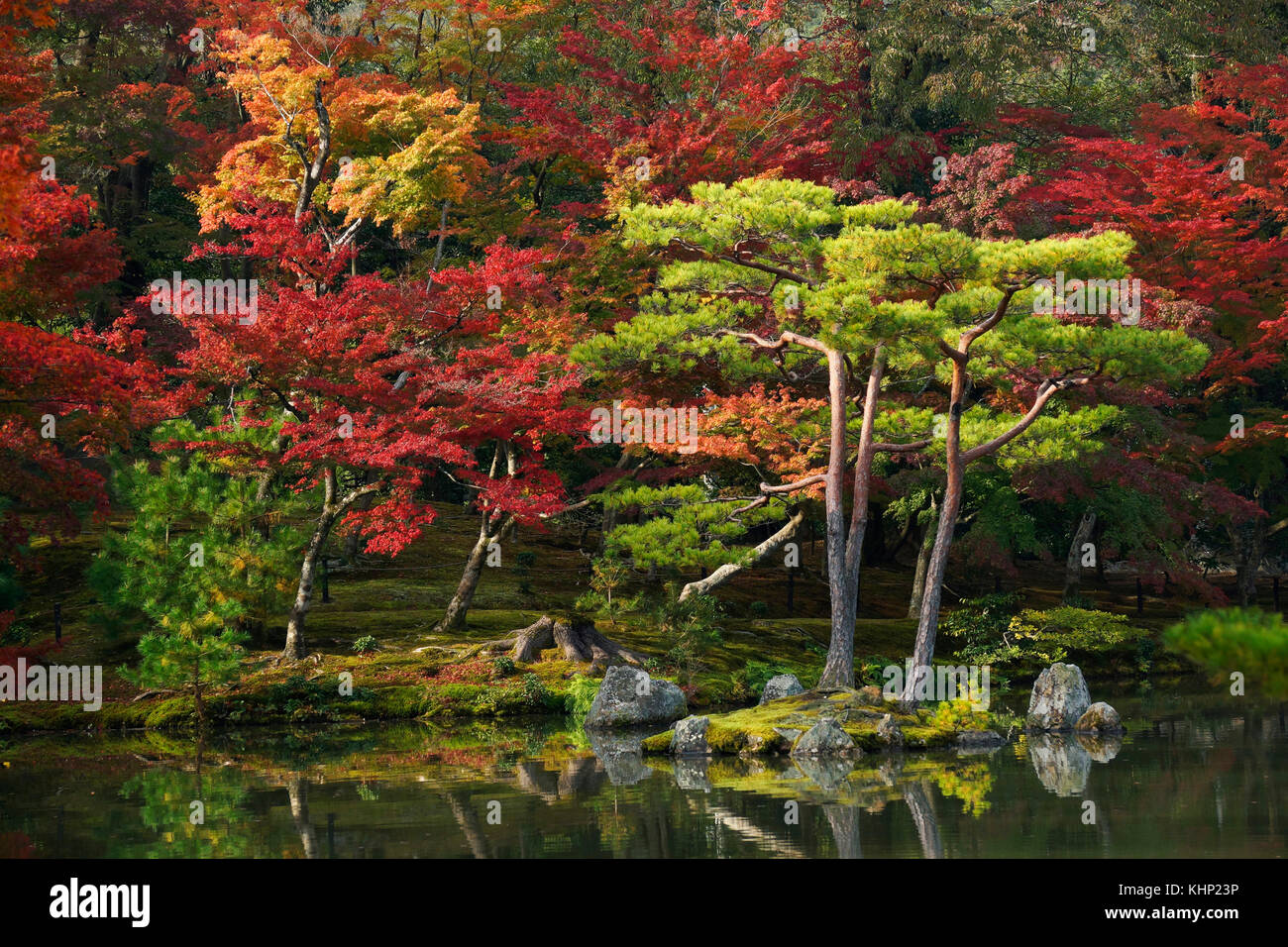 Japanese Maple (Acer palmatum) trees with conifers in fall, Kyoto ...