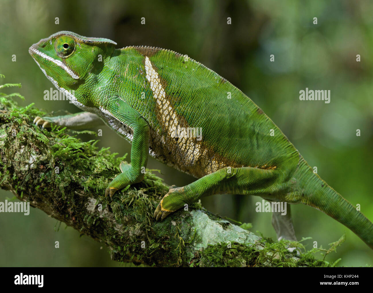 Short-horned Chameleon (Calumma brevicornis), Ranomafana National Park ...