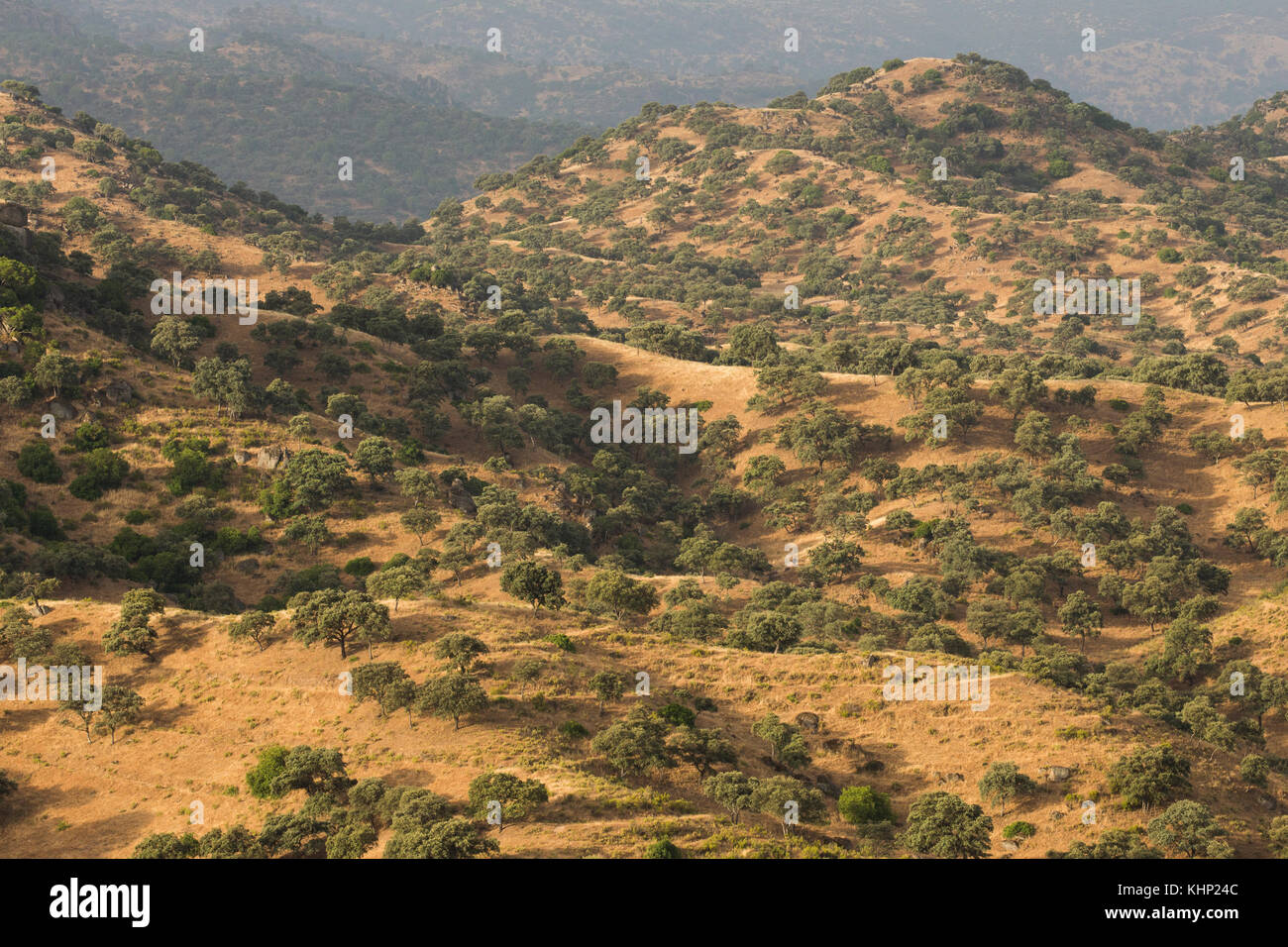 Holm Oak (Quercus ilex) trees in Mediterranean forest, Sierra de ...
