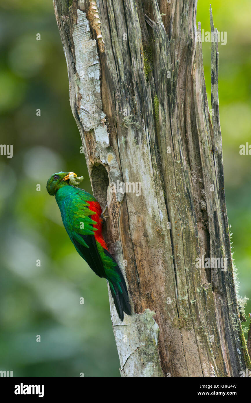 Golden-headed Quetzal (Pharomachrus auriceps) male with insect prey at ...