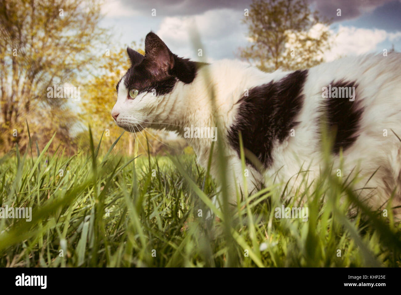 Domestic house cats can safely enjoy the outdoors while accompanied by ...