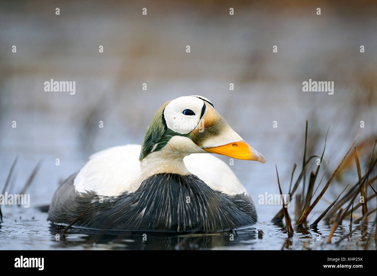 Spectacled Eider (Somateria fischeri) male, Alaska Stock Photo - Alamy