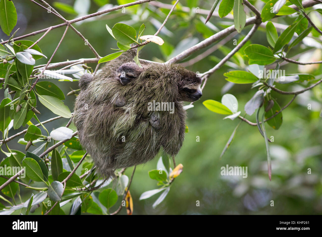 Pygmy Three-toed Sloth (Bradypus pygmaeus) mother and four month old ...