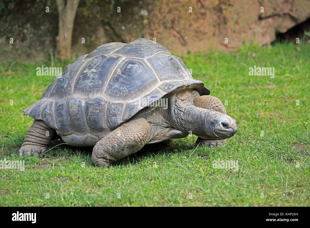 Aldabra Giant Tortoise (Aldabrachelys gigantea), Heidelberg, Germany ...