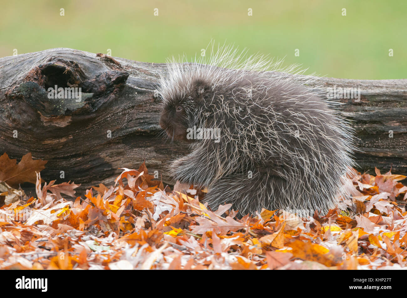 Common Porcupine (Erethizon dorsatum), Howell Nature Center, Michigan ...