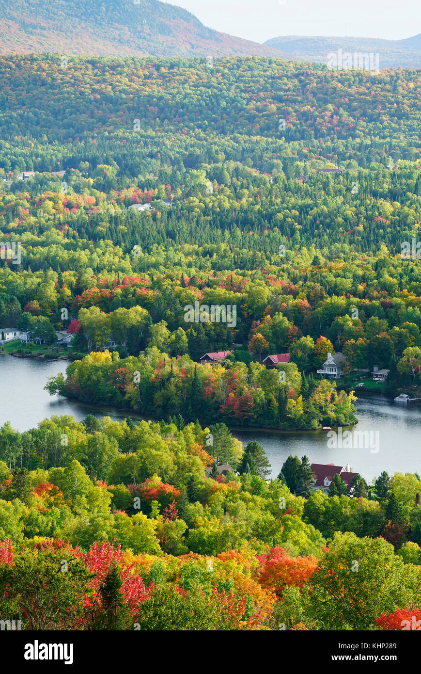 Maple (Acer sp) trees in deciduous forest in autumn, Mont-Tremblant ...