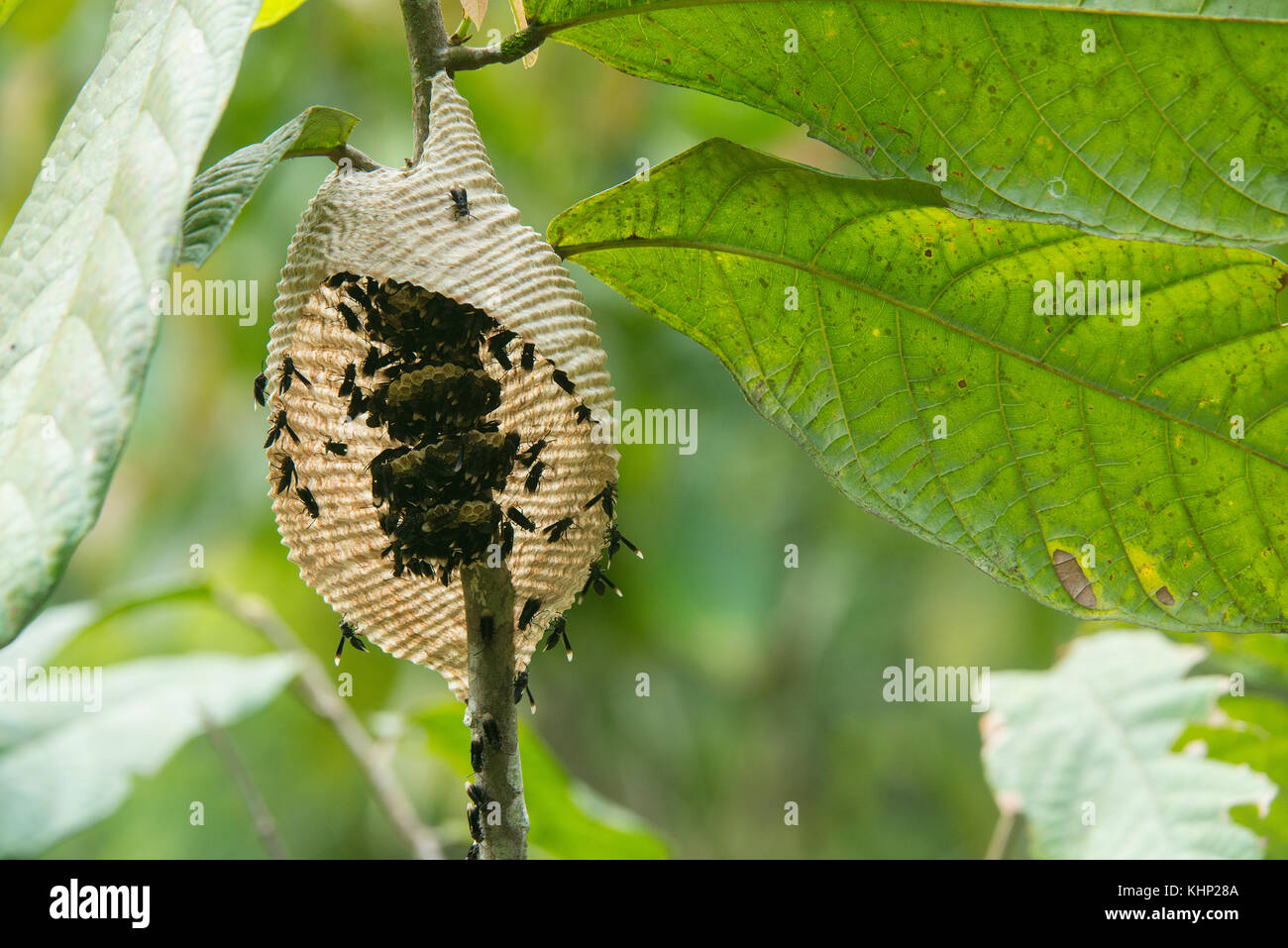 Wasp (Vespidae) group at nest, Choco Rainforest, Ecuador Stock Photo ...