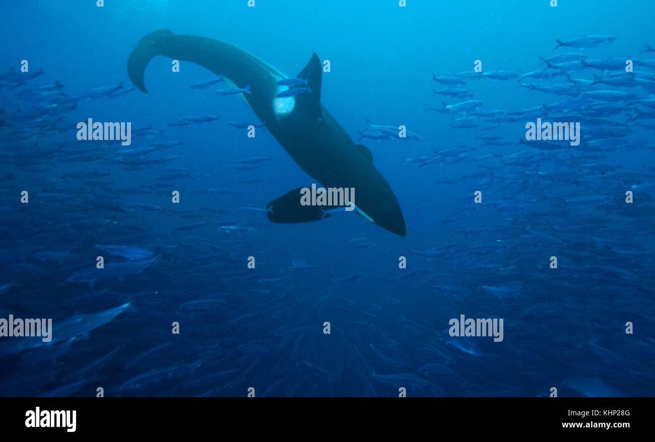 Orca (Orcinus orca) hunting Atlantic Herring (Clupea harengus) school ...
