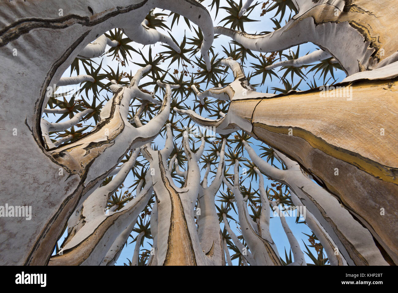Quiver Tree (Aloe dichotoma) trunk, Namib Desert, Namibia Stock Photo ...